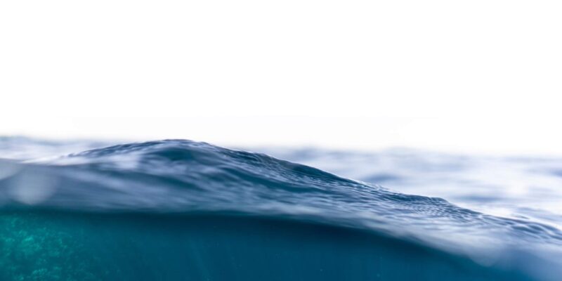 Fins | Ambush Fin | Ocean Hunter Online